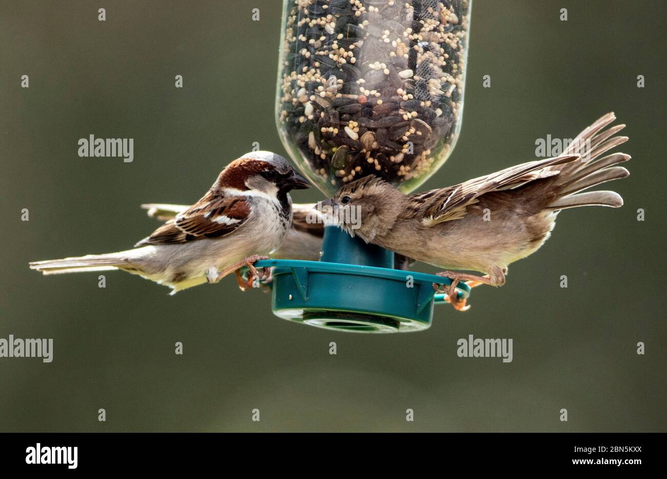 Angry sparrows hi-res stock photography and images - Alamy