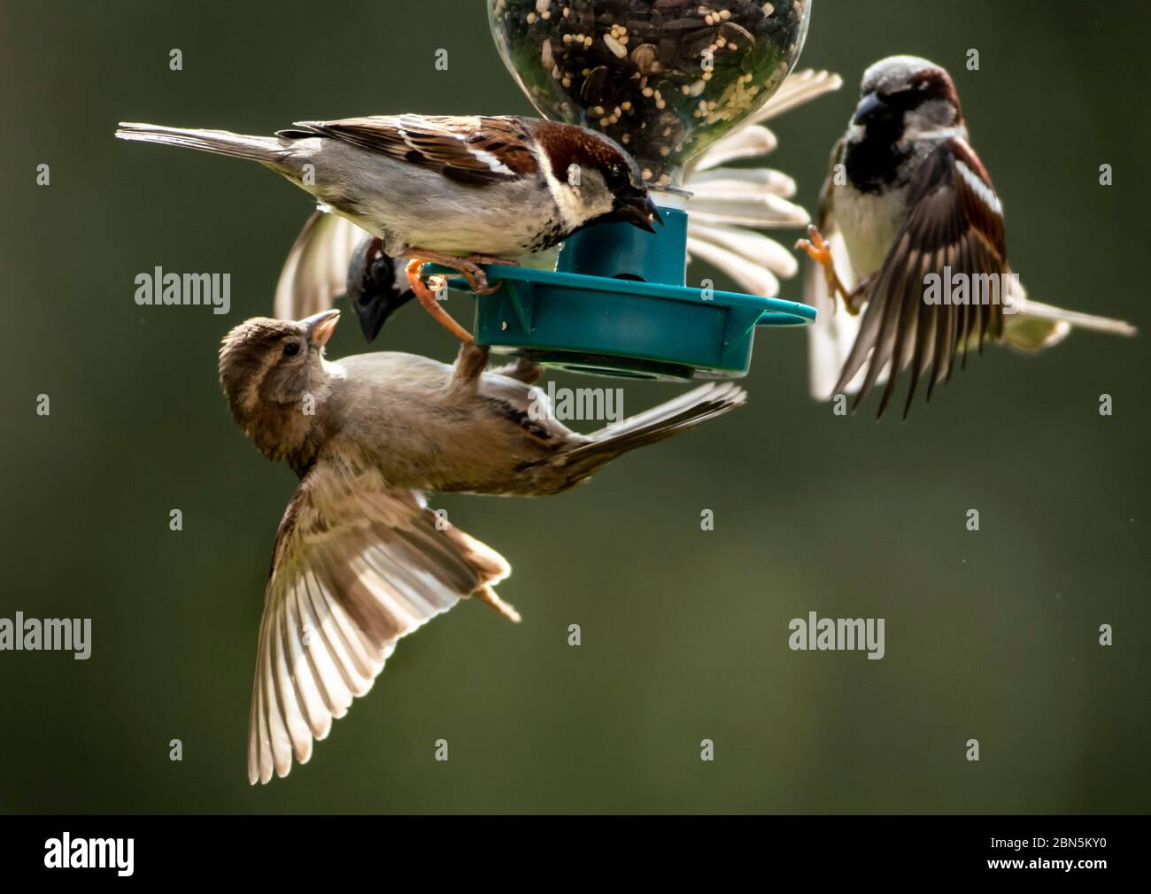 Sparrows fight for food Stock Photo - Alamy
