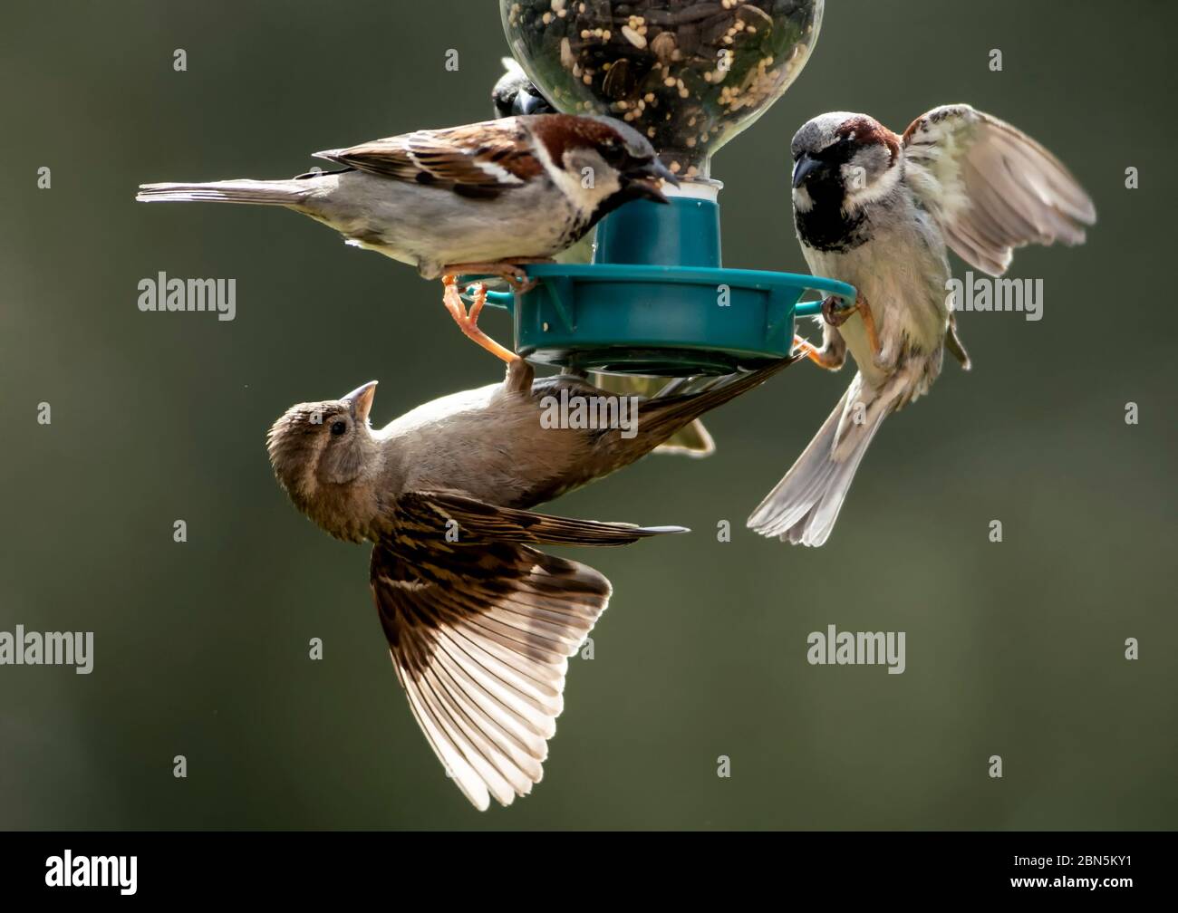 Angry sparrows hi-res stock photography and images - Alamy