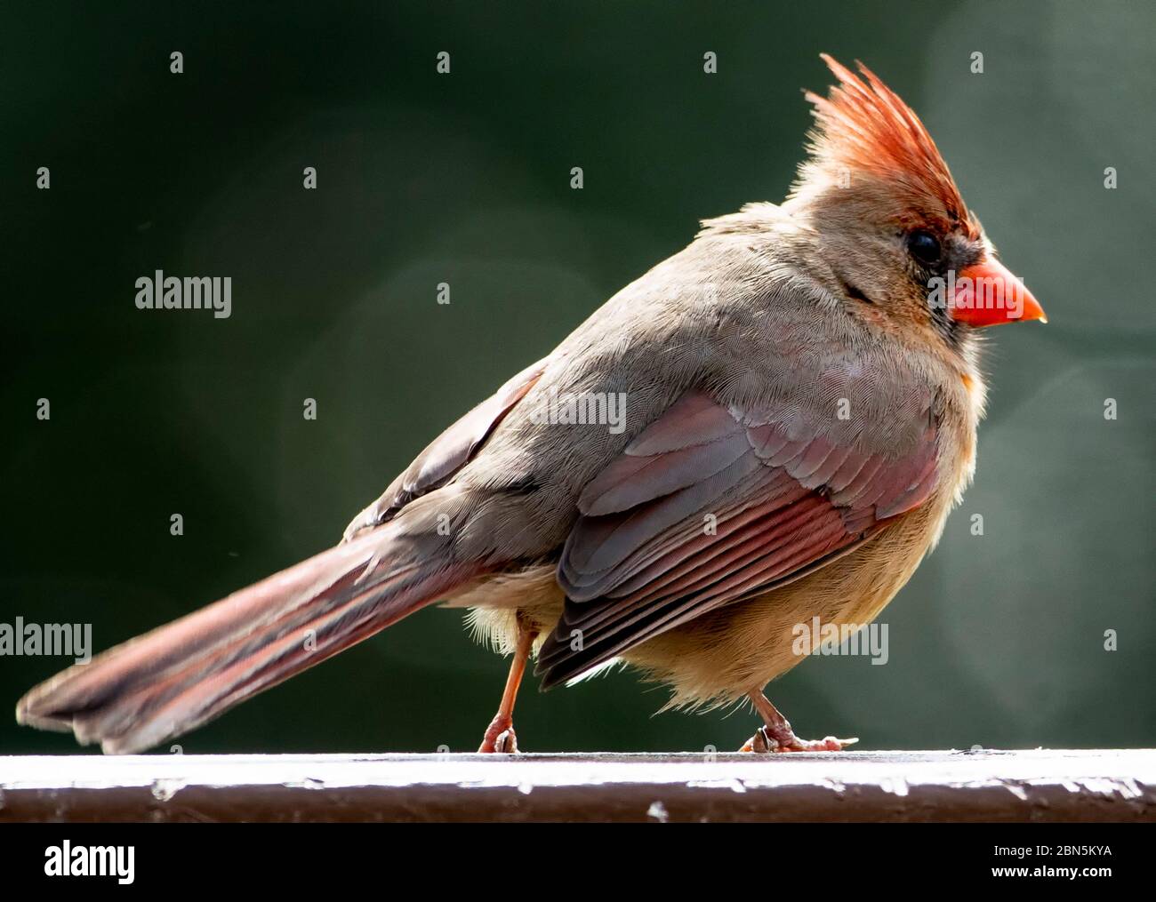 Northern Cardinal backlit Stock Photo - Alamy