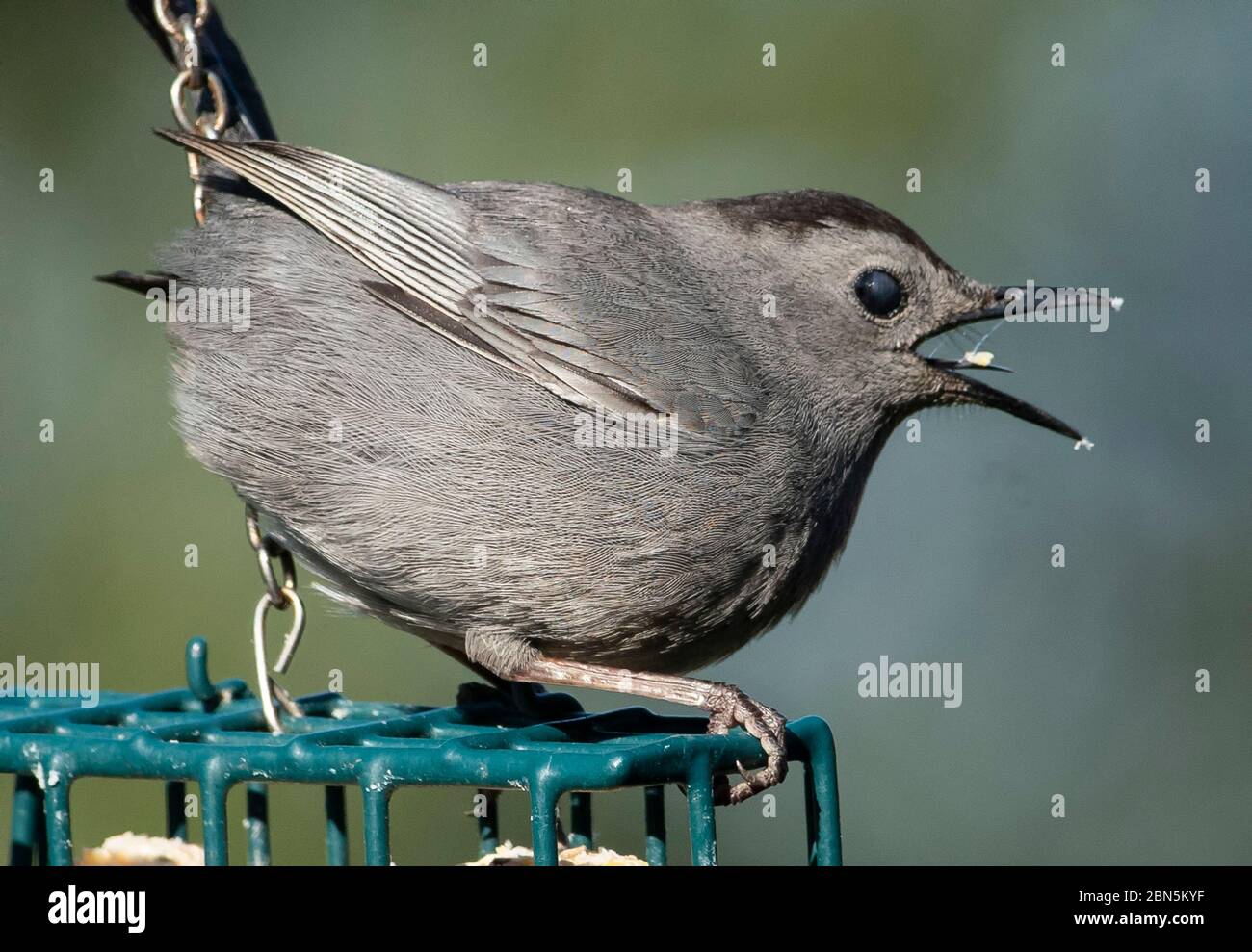 Female catbird hi-res stock photography and images - Alamy