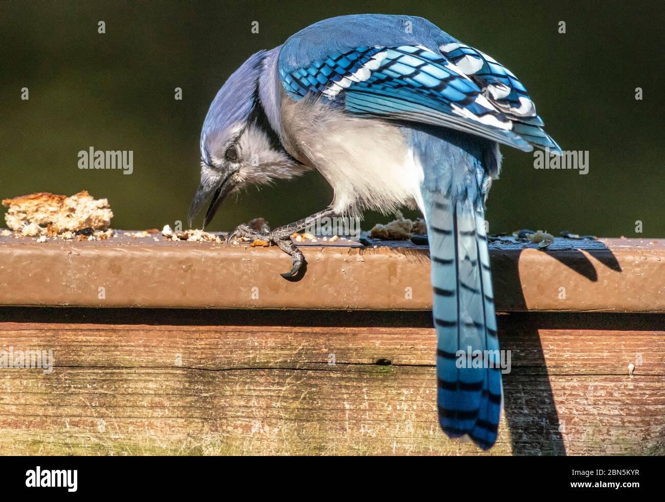 Bluejay feeding hi-res stock photography and images - Alamy