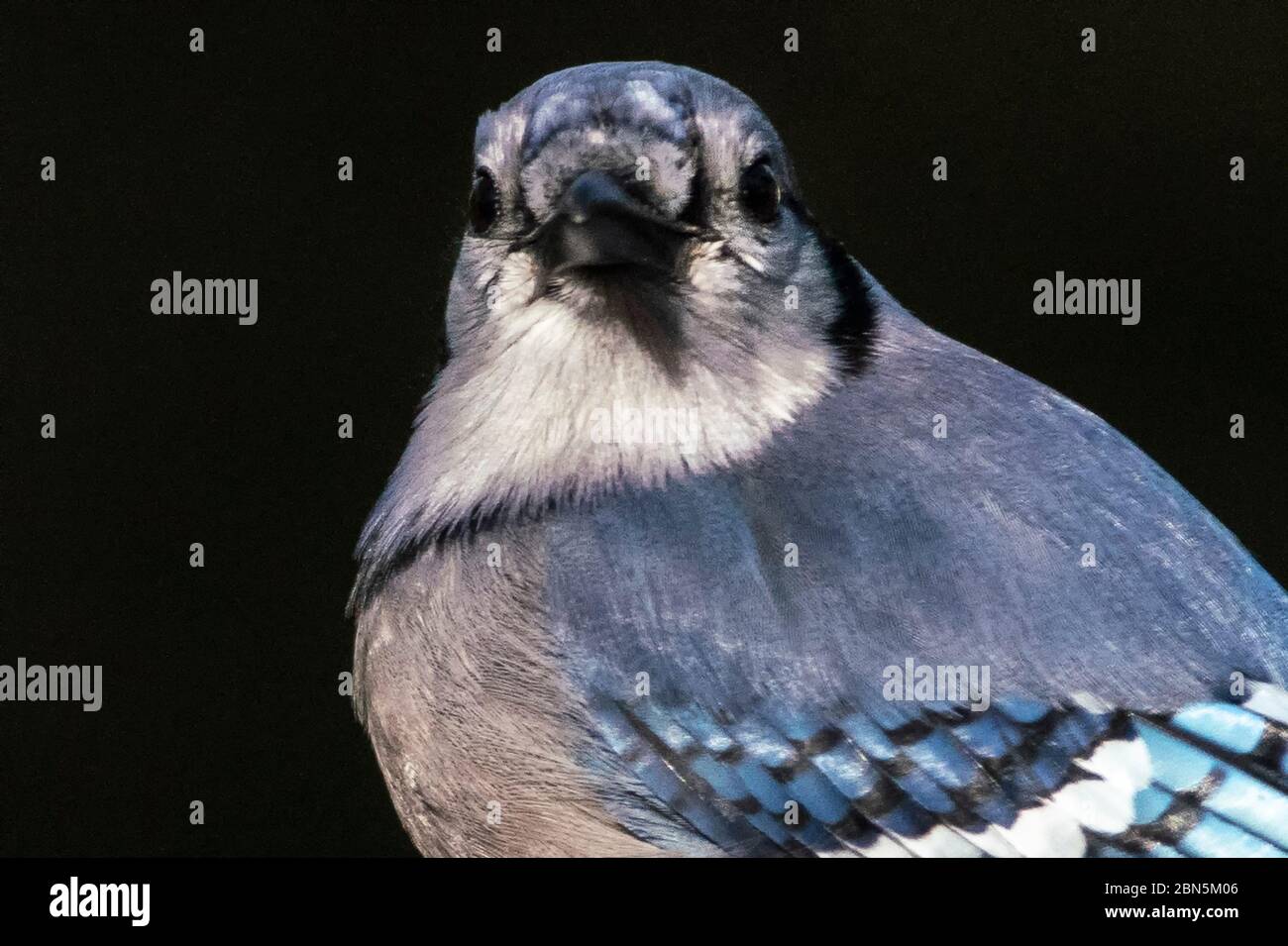 Bluejay portrait hi-res stock photography and images - Alamy