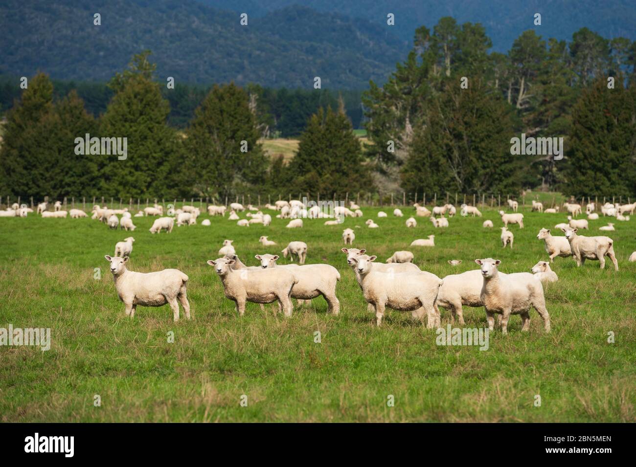 Waikato region sheep hi-res stock photography and images - Alamy