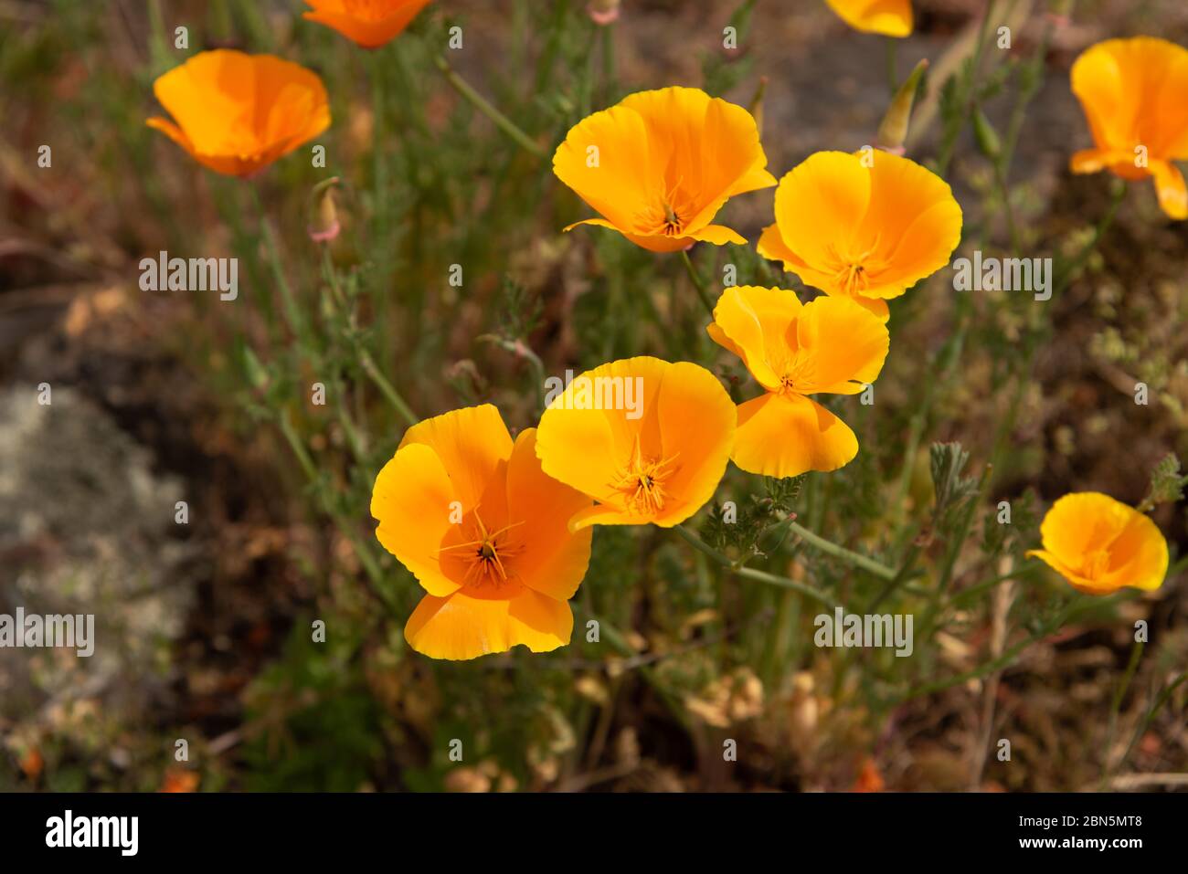 Yellow orange californian eschscholzia poppies californica hi-res stock ...