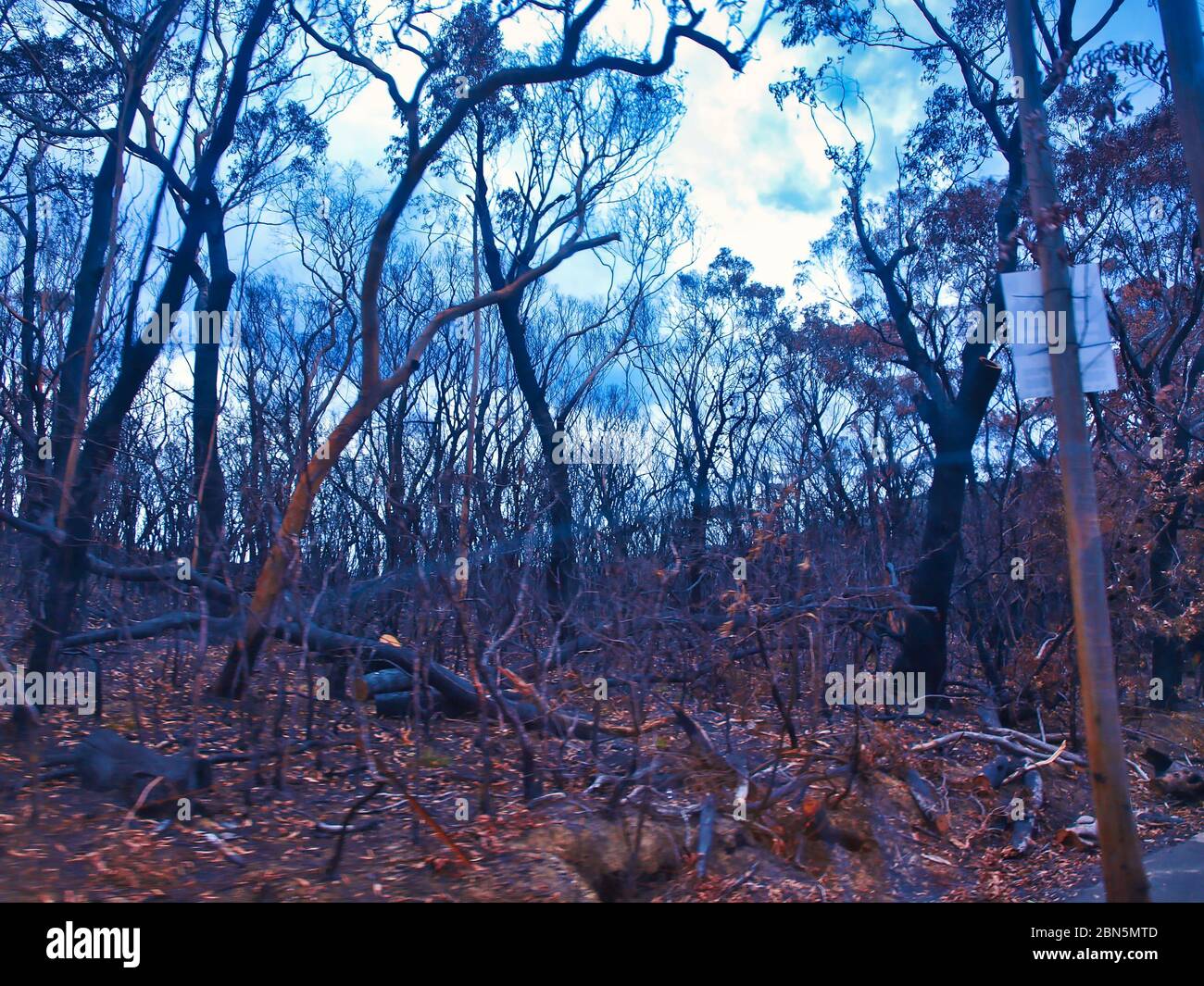 Dead trees and woods in the park after forest fire in Sydney of ...