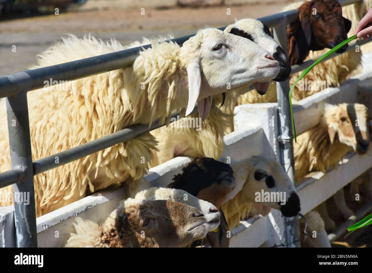 Hungry sheep hi-res stock photography and images - Alamy