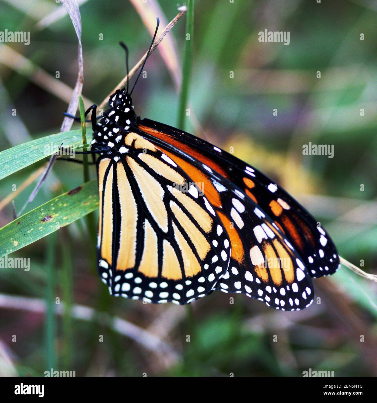 Monarch butterfly in a meadow during late summer in Ontario, Canada ...