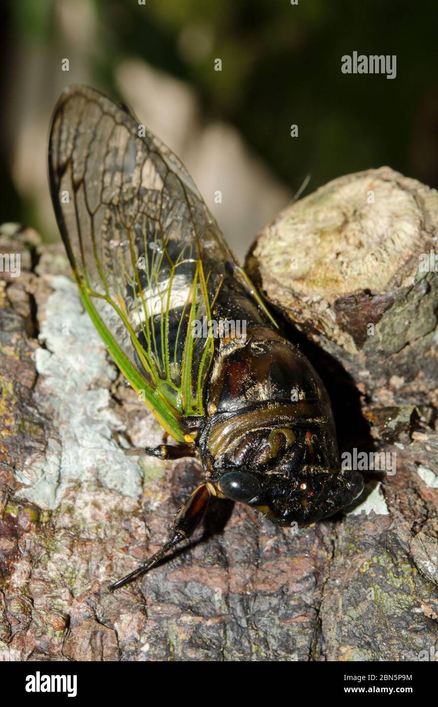 Cicada, Cicadidae Family, on tree, Klungkung, Bali, Indonesia Stock ...