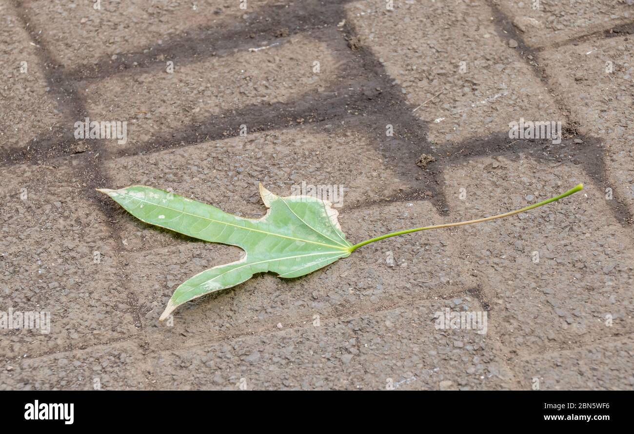 A fallen green leaf isolated on a rough paved surface outdoors image ...
