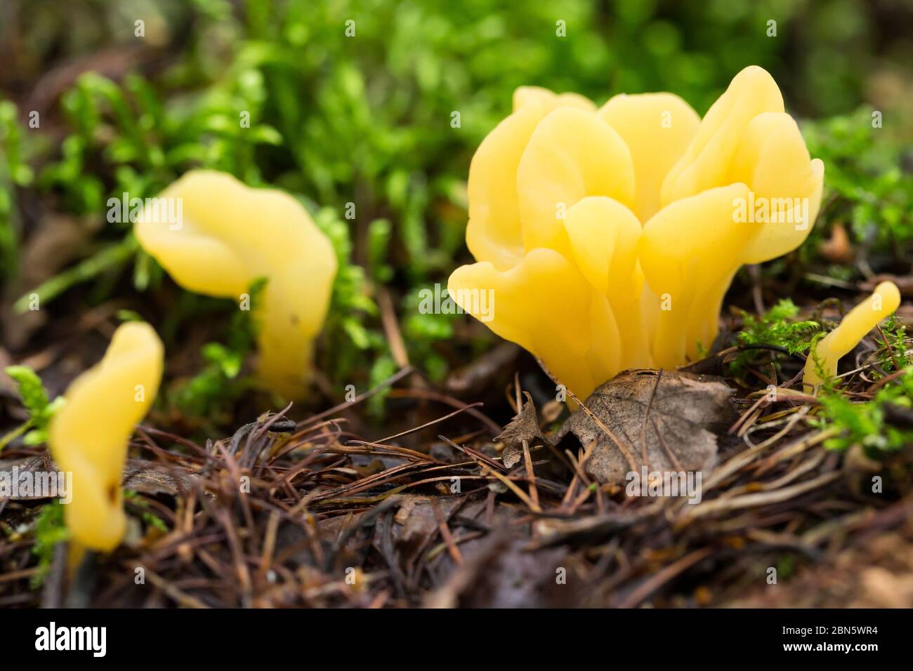 Yellow earth tongue Stock Photo - Alamy