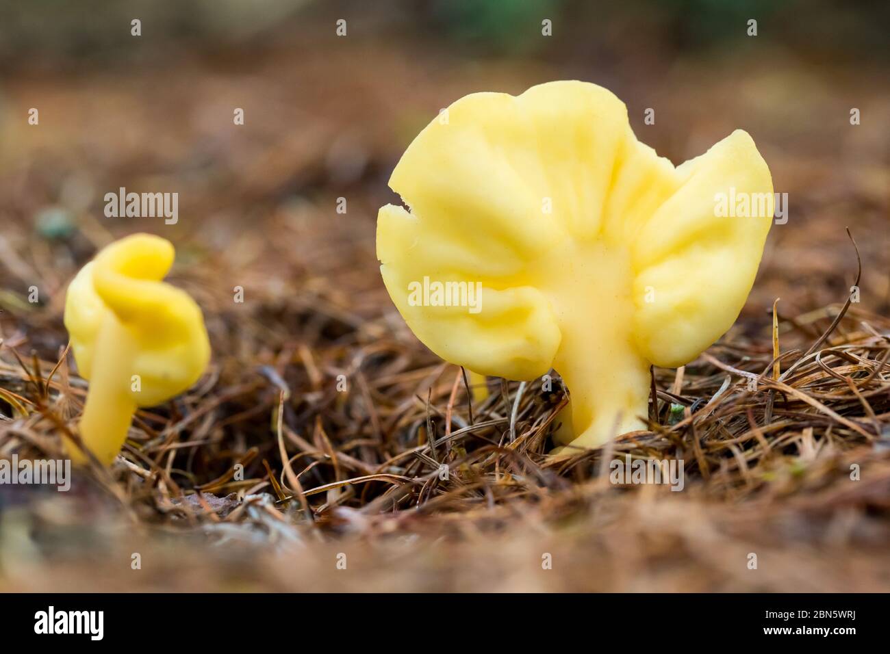 Yellow earth tongue Stock Photo - Alamy