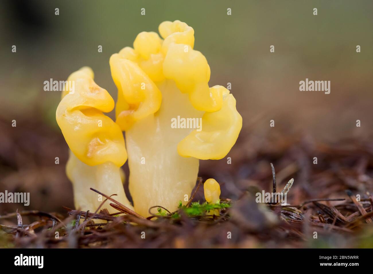 Yellow earth tongue Stock Photo - Alamy