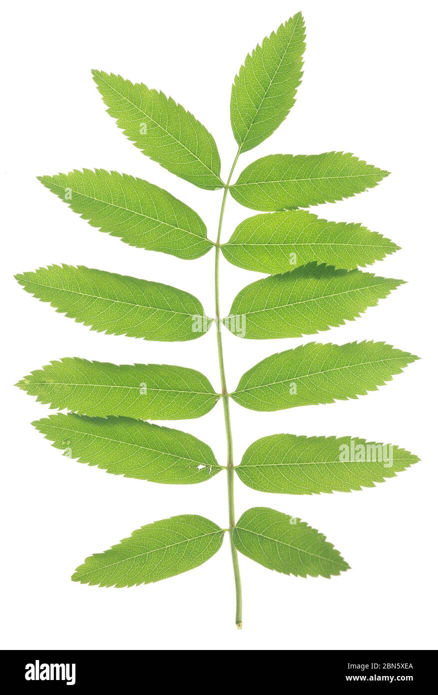 Green rowan leaves isolated on white background Stock Photo - Alamy