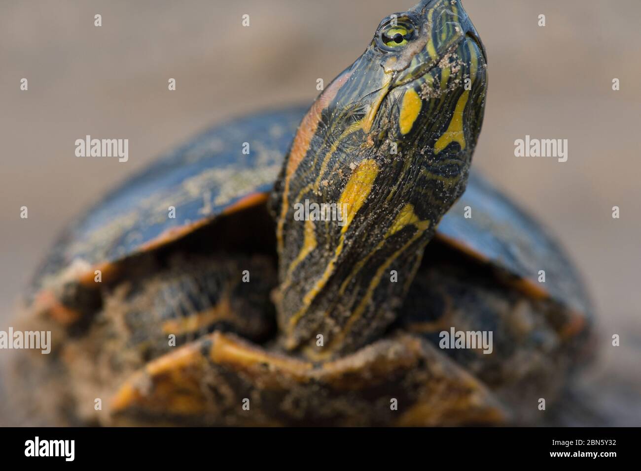 Green turtle stretching the neck and looking away Stock Photo - Alamy