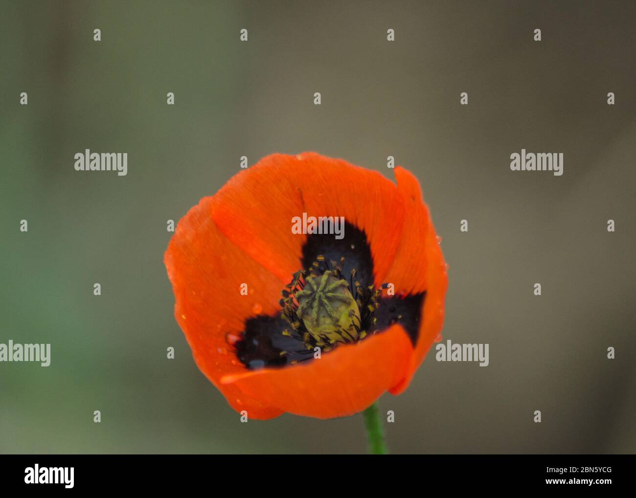 Poppy flower papaver dubium red hi-res stock photography and images - Alamy