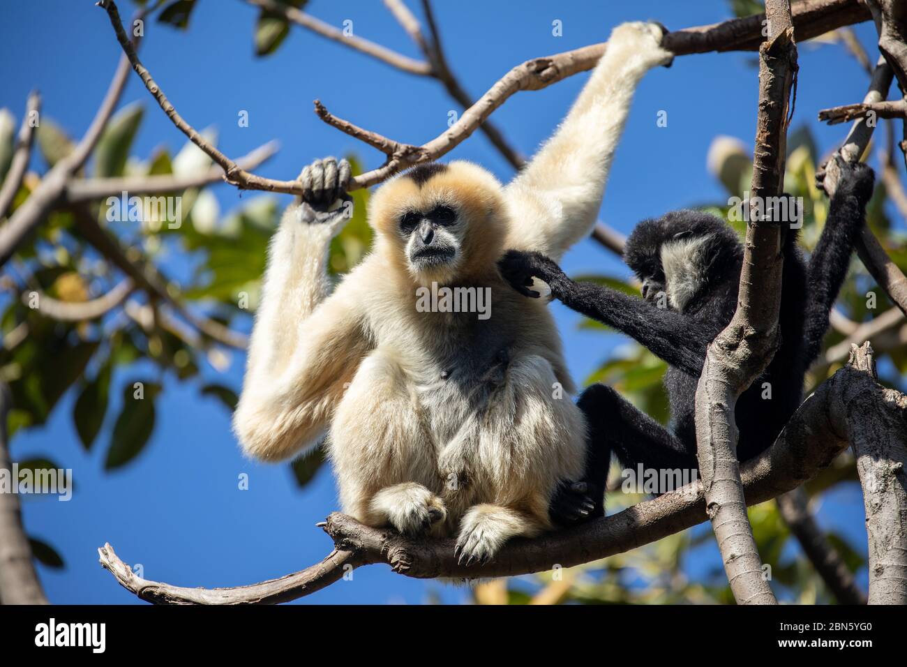 Yellow Cheeked and White Cheeked Gibbons in a tree top Stock Photo - Alamy