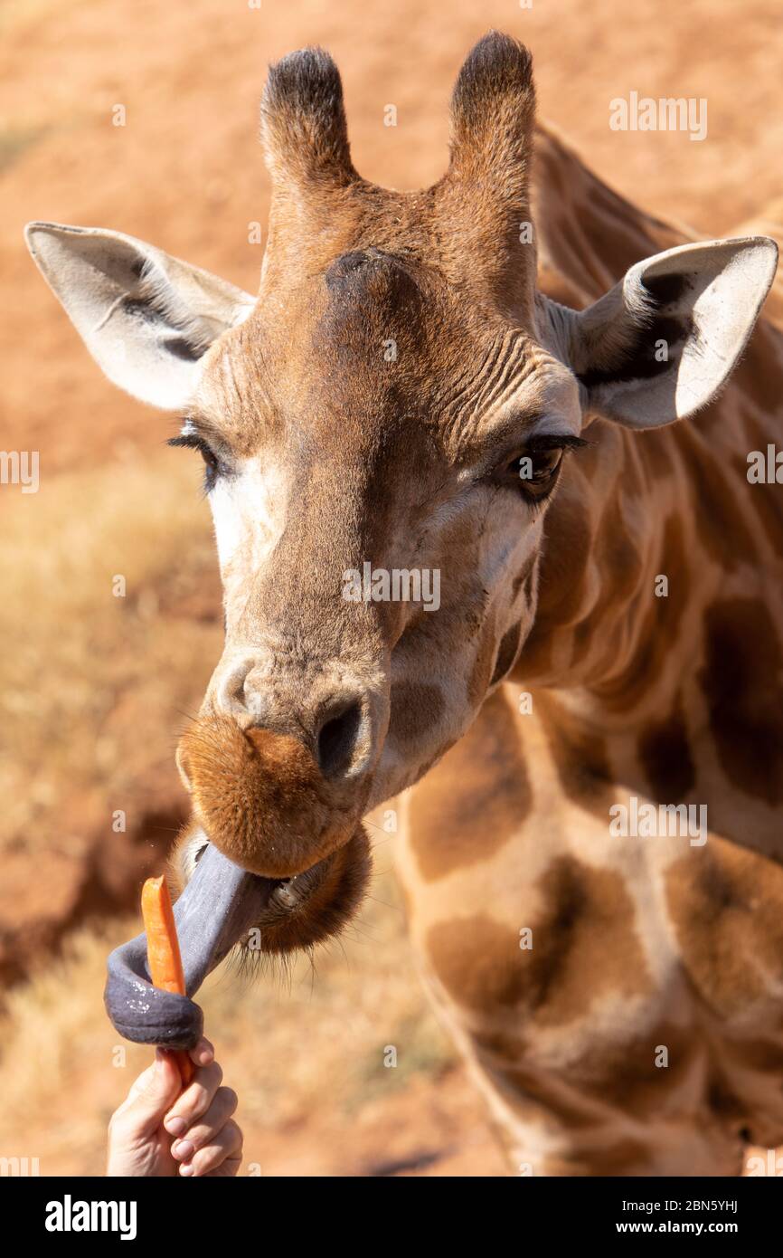 African Giraffe in a wildlife park showing its long tongue eating a ...