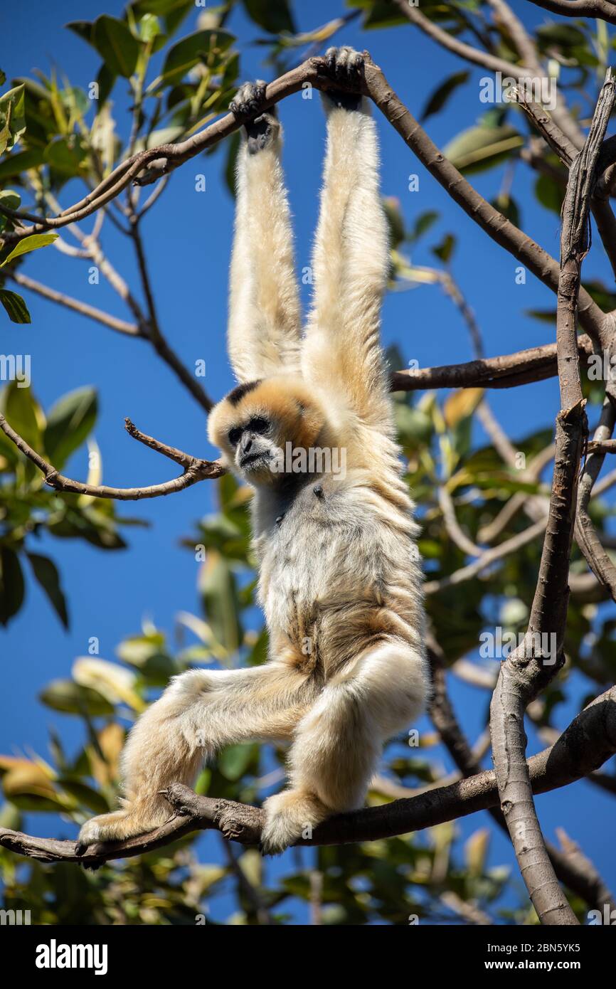 Monkey hanging from a tree hi-res stock photography and images - Alamy