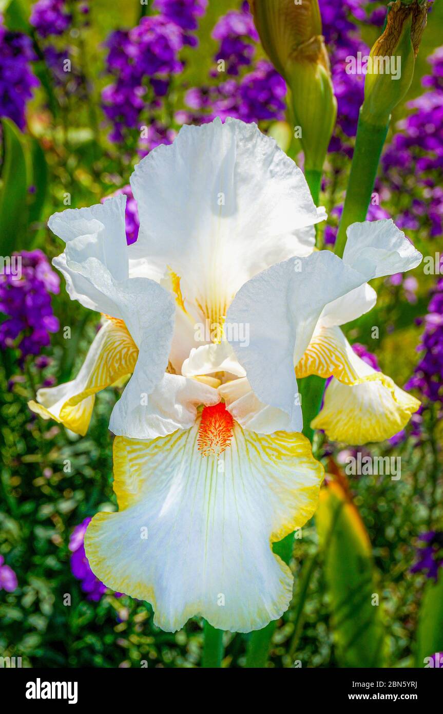 Bearded iris in bloom, Iris germanica Stock Photo - Alamy