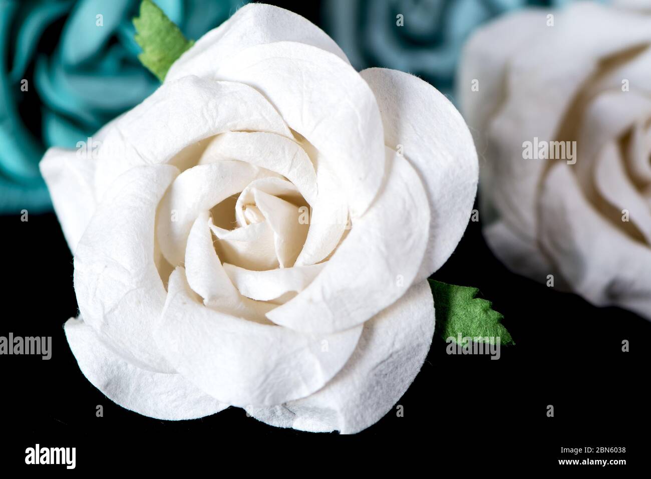 White Paper Rose with other roses on Black background Stock Photo - Alamy