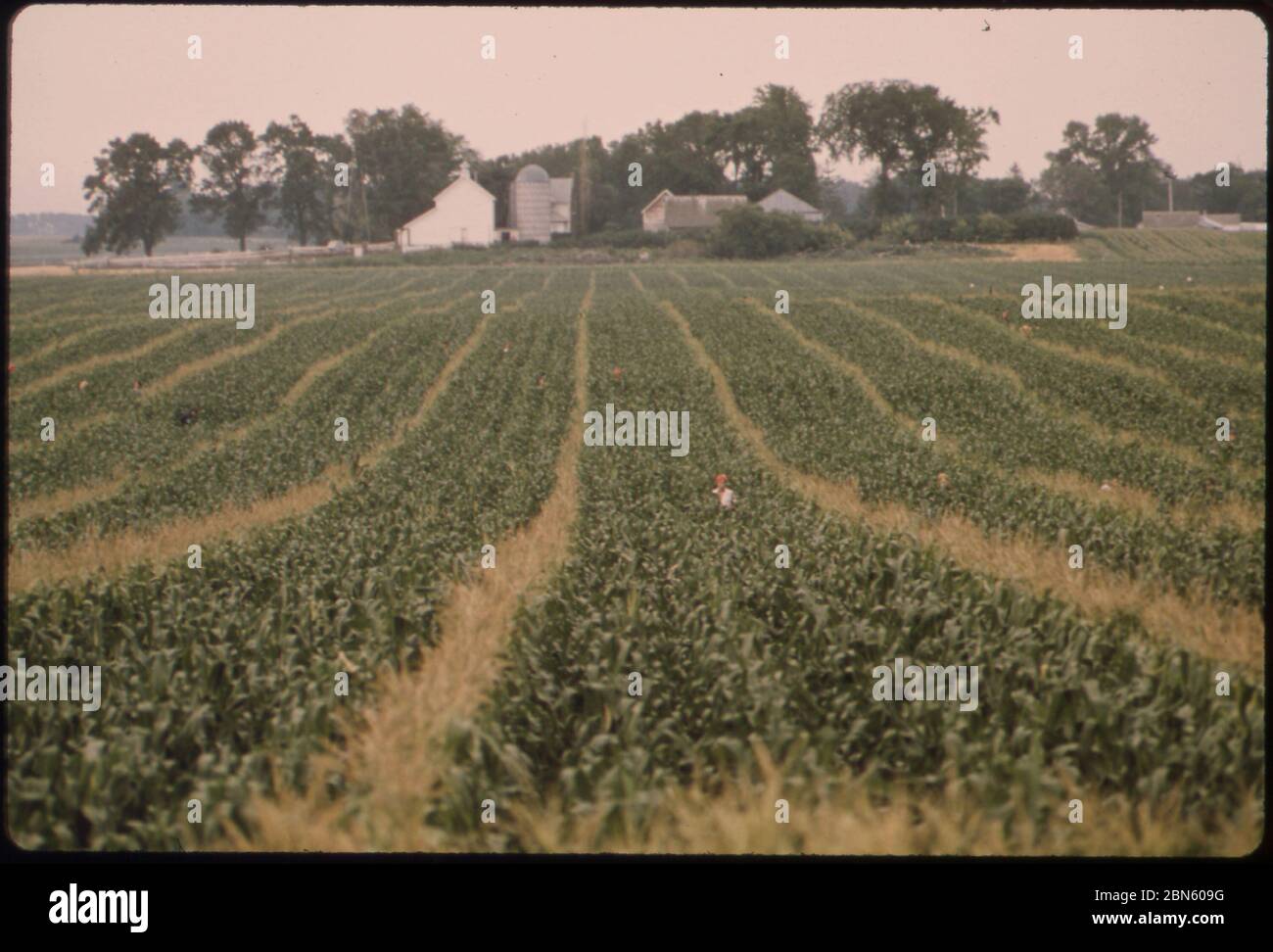 Detassel High Resolution Stock Photography and Images - Alamy