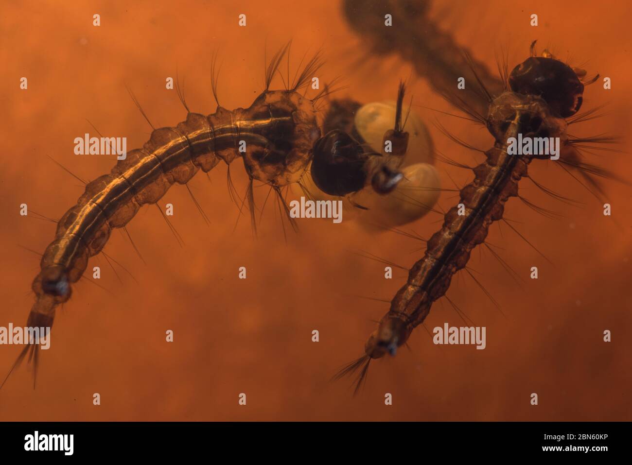 Mosquito larva from a Berkeley backyard in California, they will ...