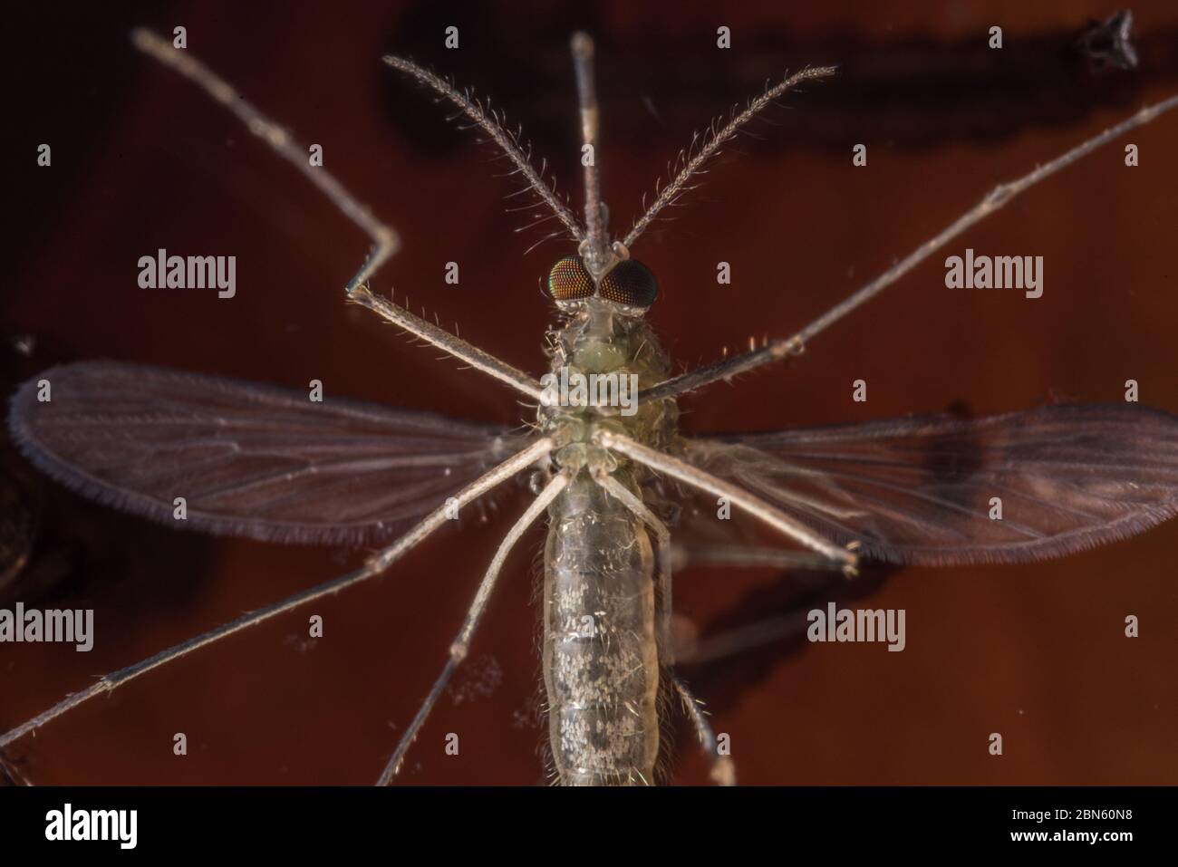 Mosquito proboscis hi-res stock photography and images - Alamy