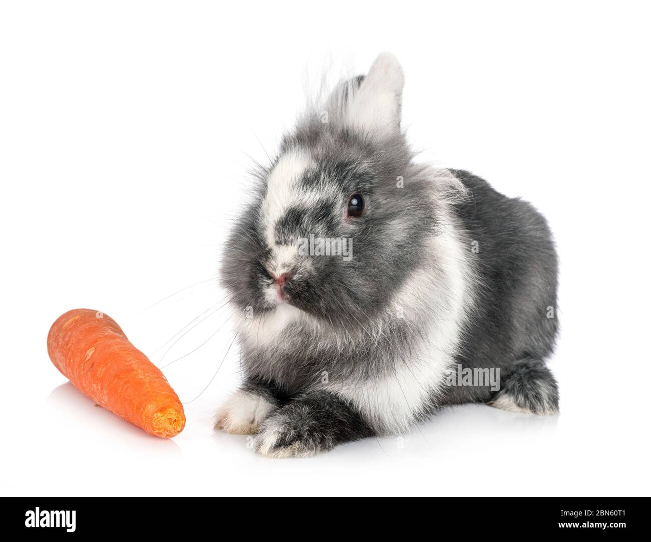 dwarf rabbit in front of white background Stock Photo - Alamy