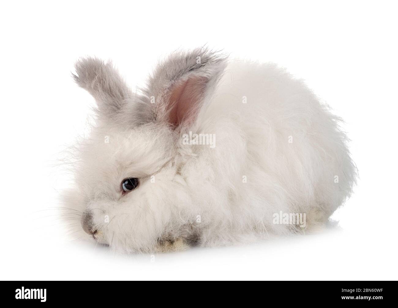 English Angora in front of white background Stock Photo - Alamy