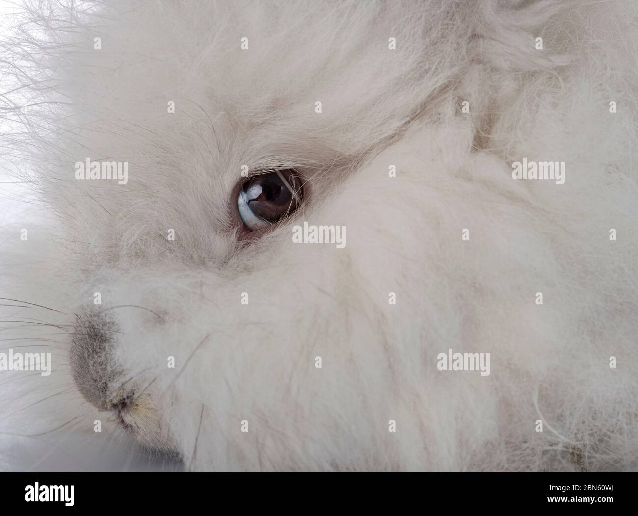 English Angora in front of white background Stock Photo - Alamy