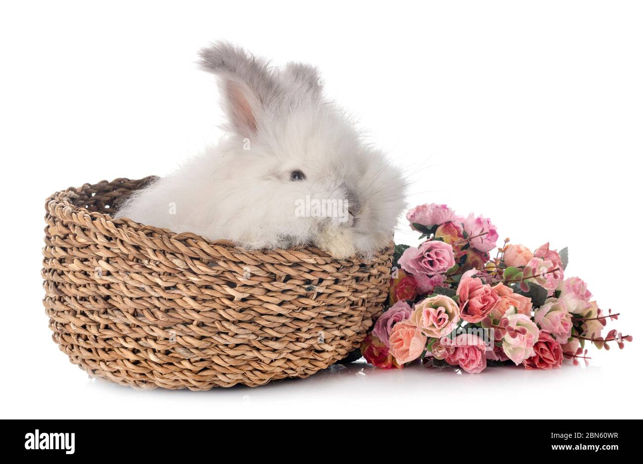Angora rabbit in front Cut Out Stock Images & Pictures - Alamy