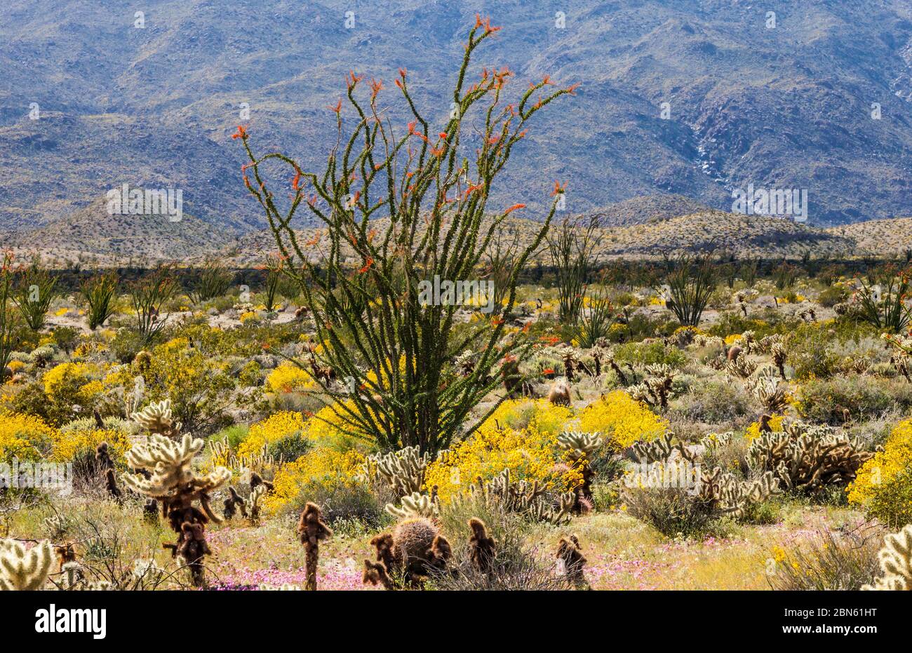 Ocotillo plant in bloom with Anza Borrego Desert State Park in the ...