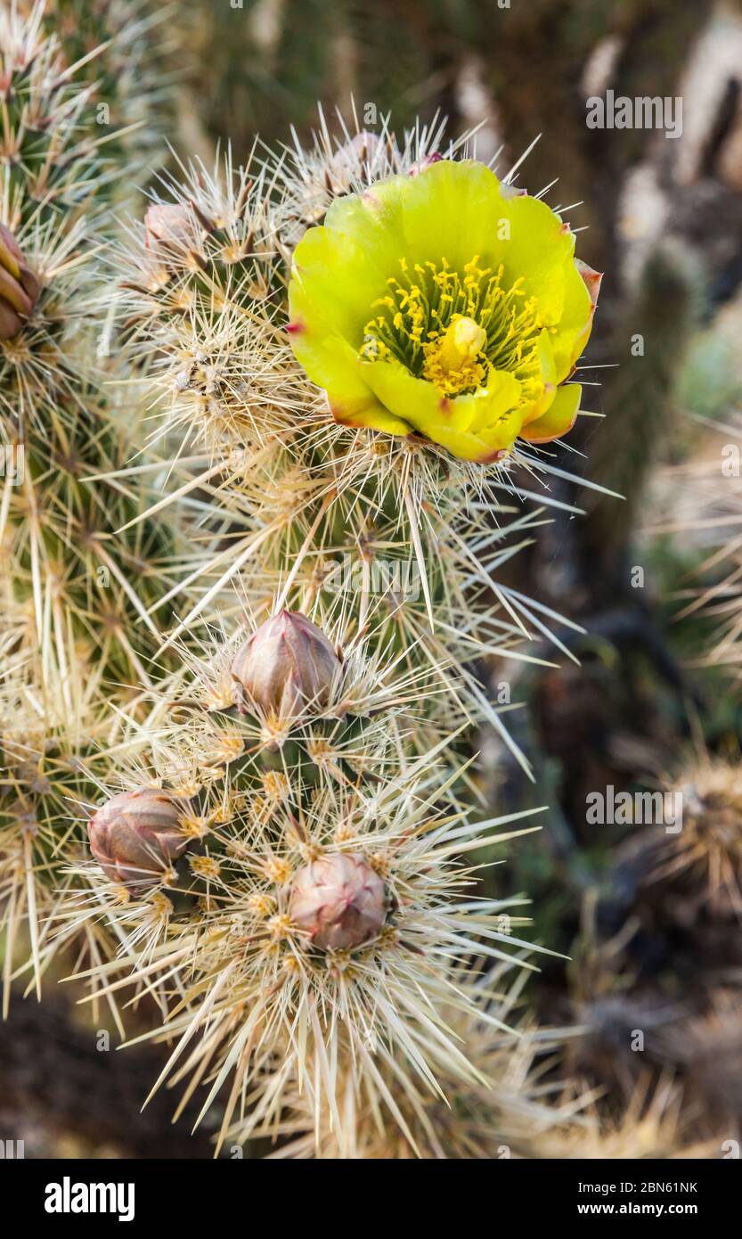 Silver cholla hi-res stock photography and images - Alamy