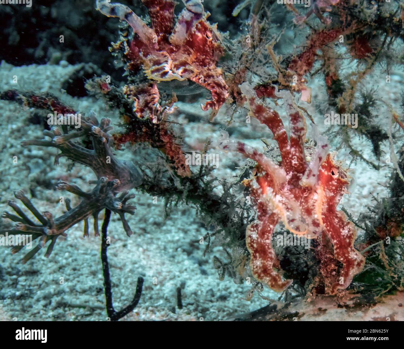 Two Reaper Cuttlefish (Sepia mestus Stock Photo - Alamy