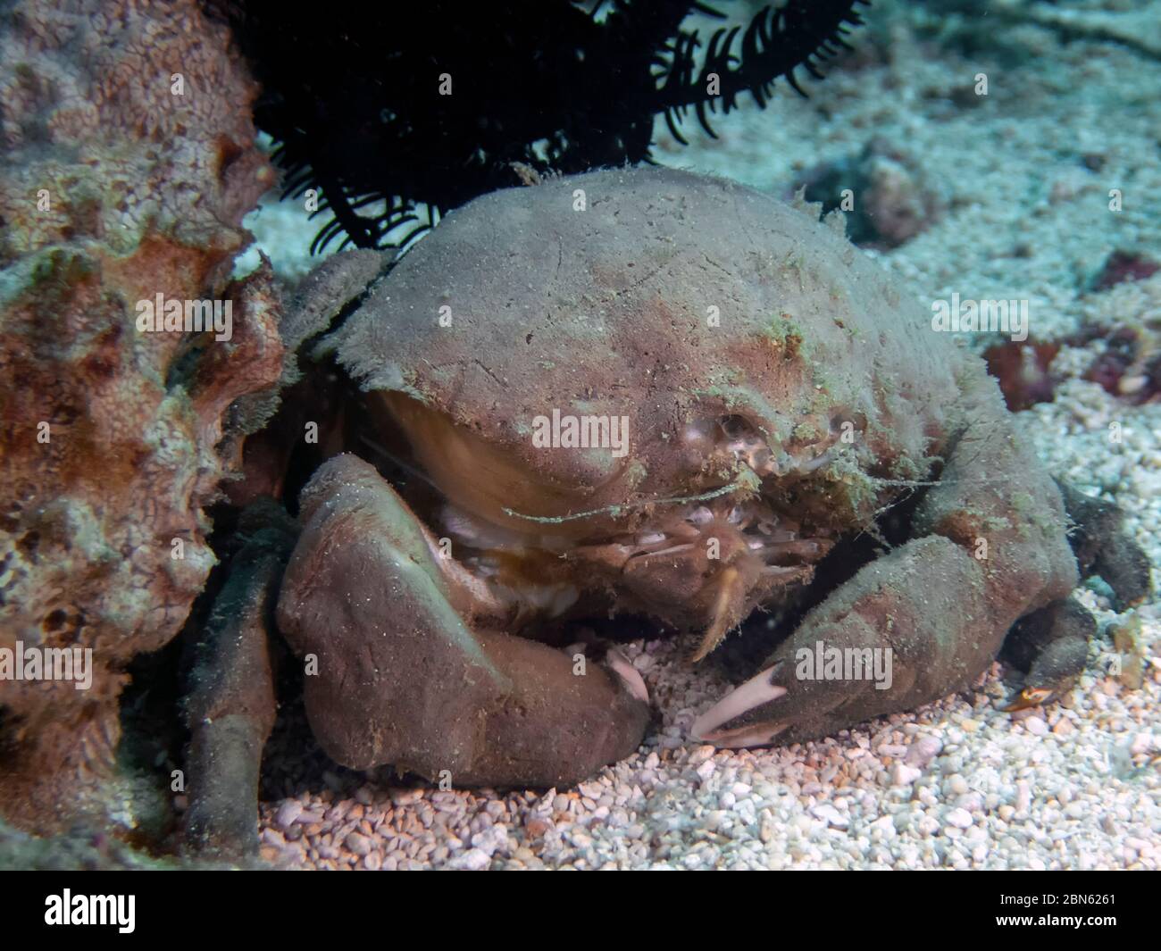 Sponge Crab High Resolution Stock Photography and Images - Alamy