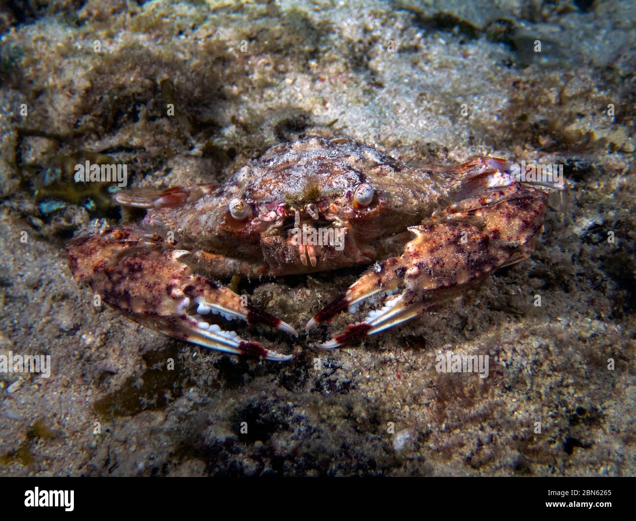 Charybdis sp hi-res stock photography and images - Alamy