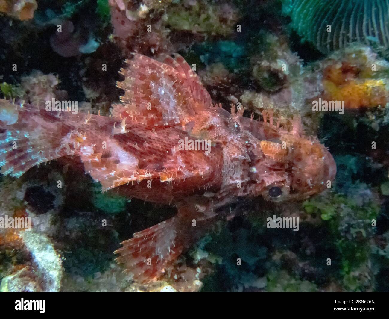Scorpionfish thailand underwater hi-res stock photography and images ...