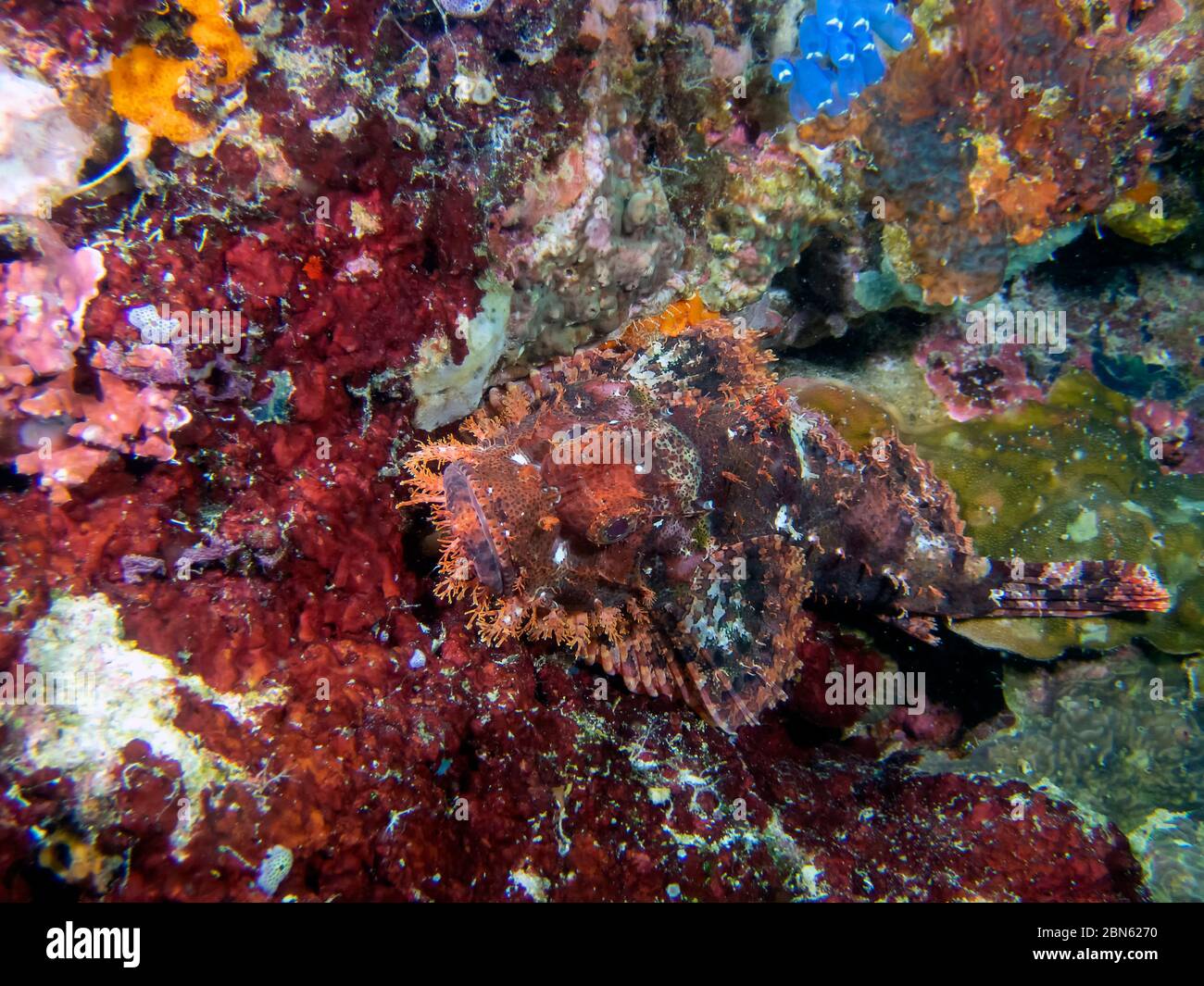 A Tassled Scorpionfish (Scorpaenopsis oxycephala Stock Photo - Alamy