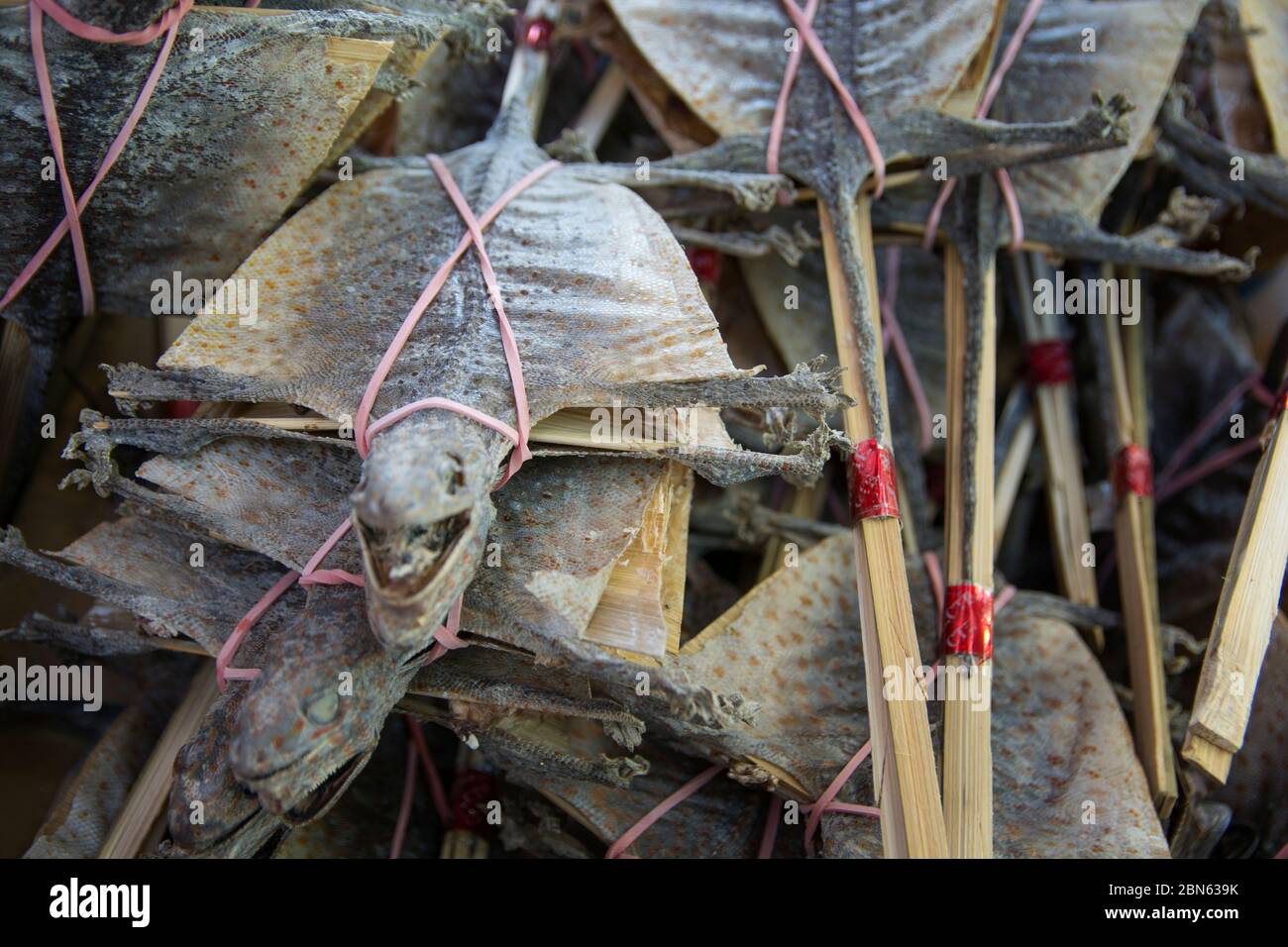 Dried lizard hi-res stock photography and images - Alamy