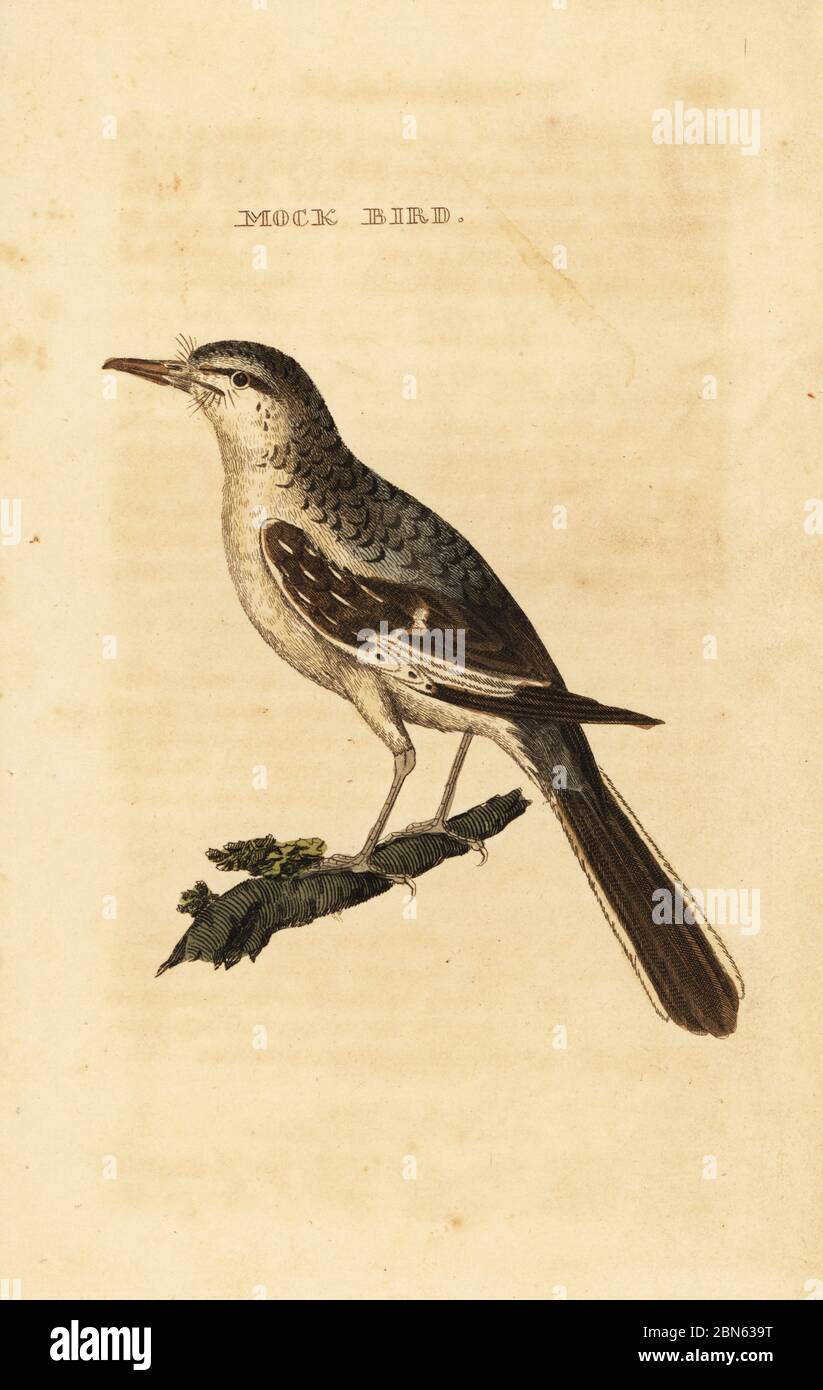 Vintage Mockingbird Illustration