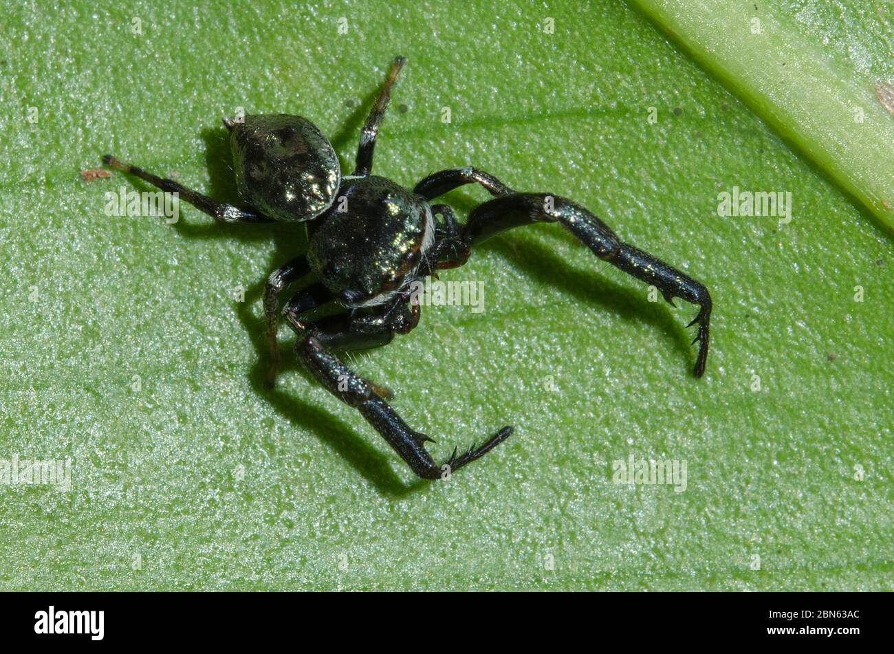 Mangrove Jumping Spider, Ligurra latidens, with extended claws on leaf ...