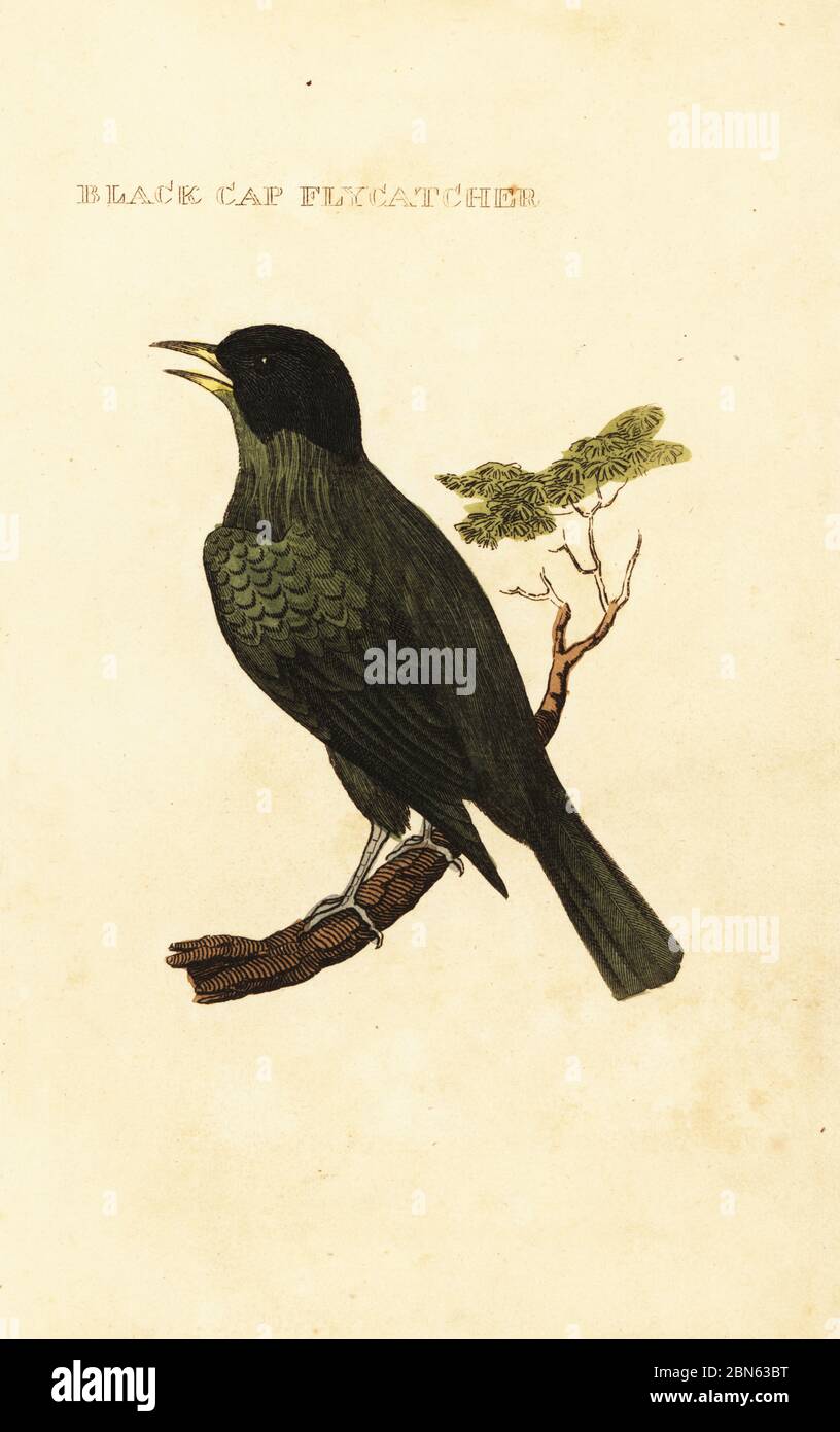 Black cap flycatcher hi-res stock photography and images - Alamy