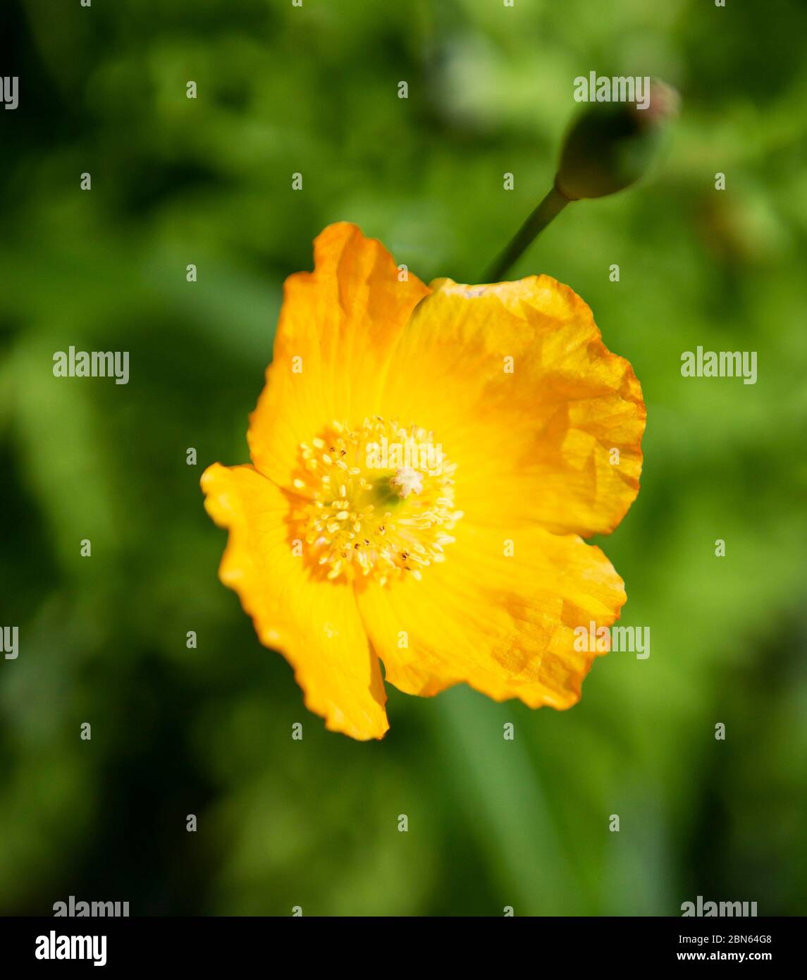 Yellow poppy stigma hi-res stock photography and images - Alamy