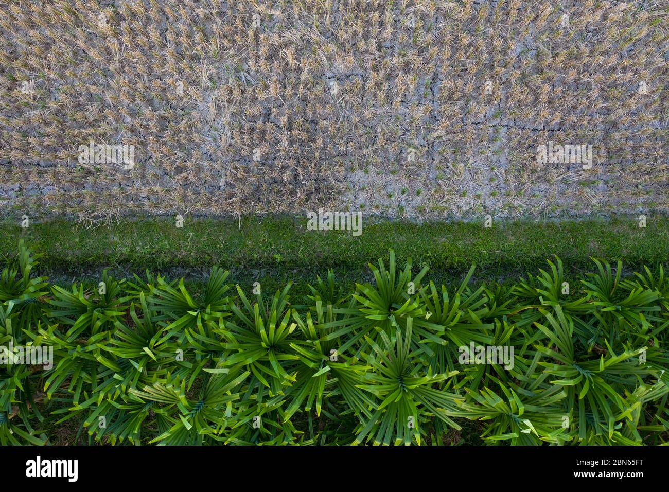 Dry rice field, hot season. Drought at rice plantation and palms ...