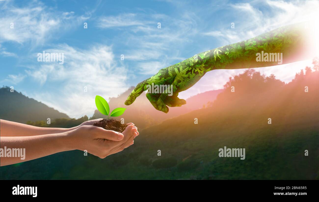 environment Earth Day Hands from nature. Girl hands holding trees ...