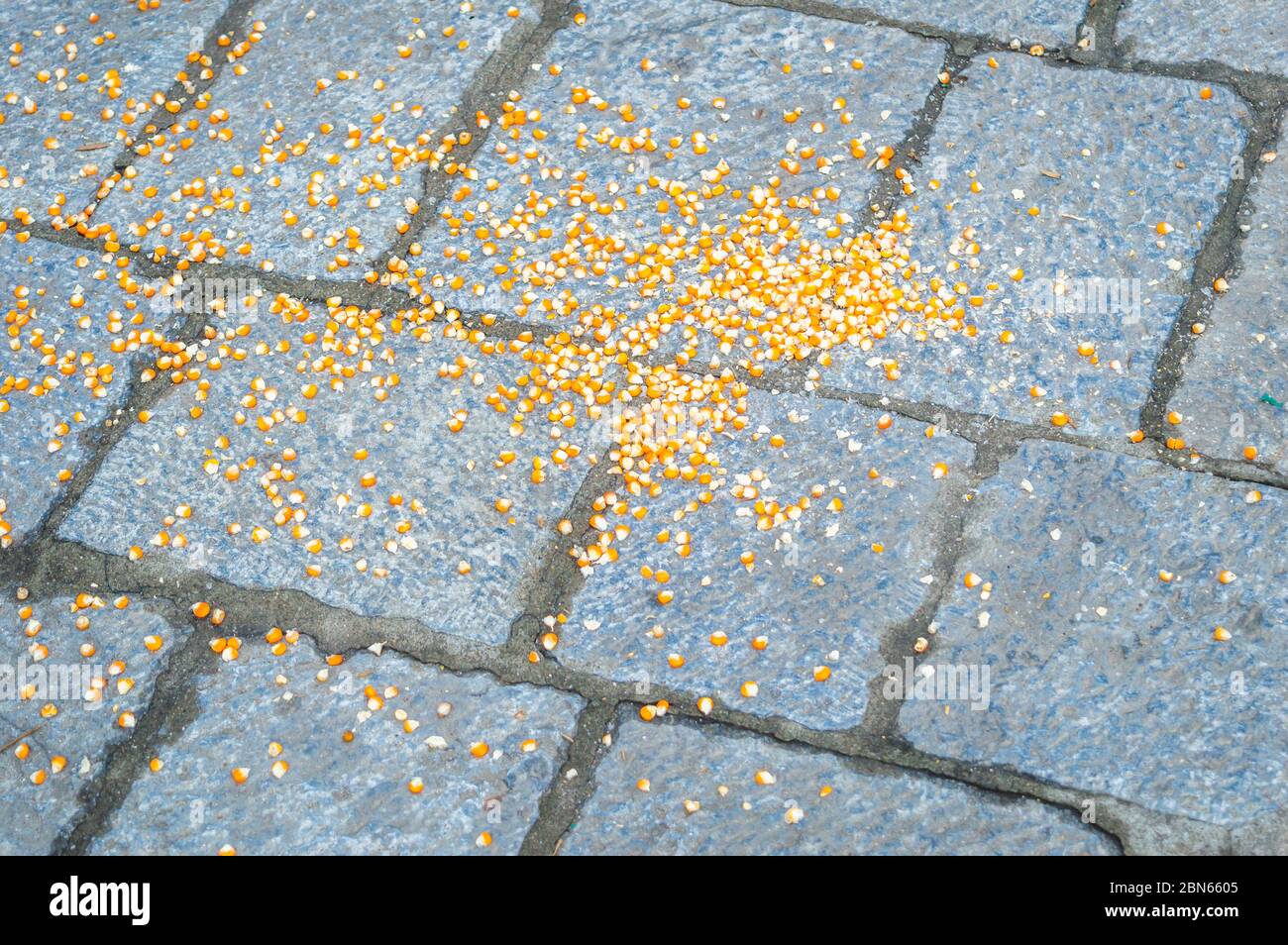 Corn Maize grains dropped on a stone floor for animals to eat Stock ...