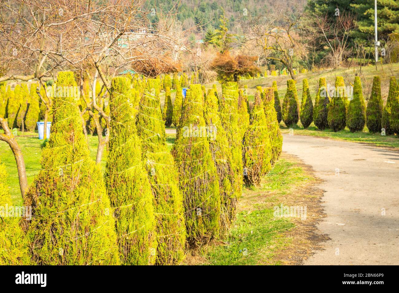 Path in a public park with ornamental evergreen trees along both the ...