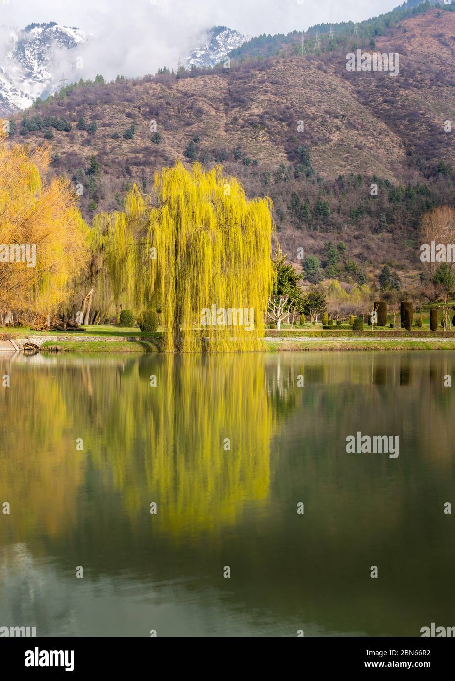 Kashmir tree hi-res stock photography and images - Alamy