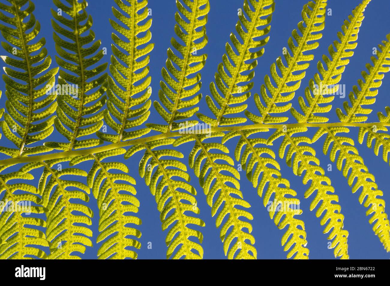 Tree Fern Fronds with blue sky Stock Photo - Alamy